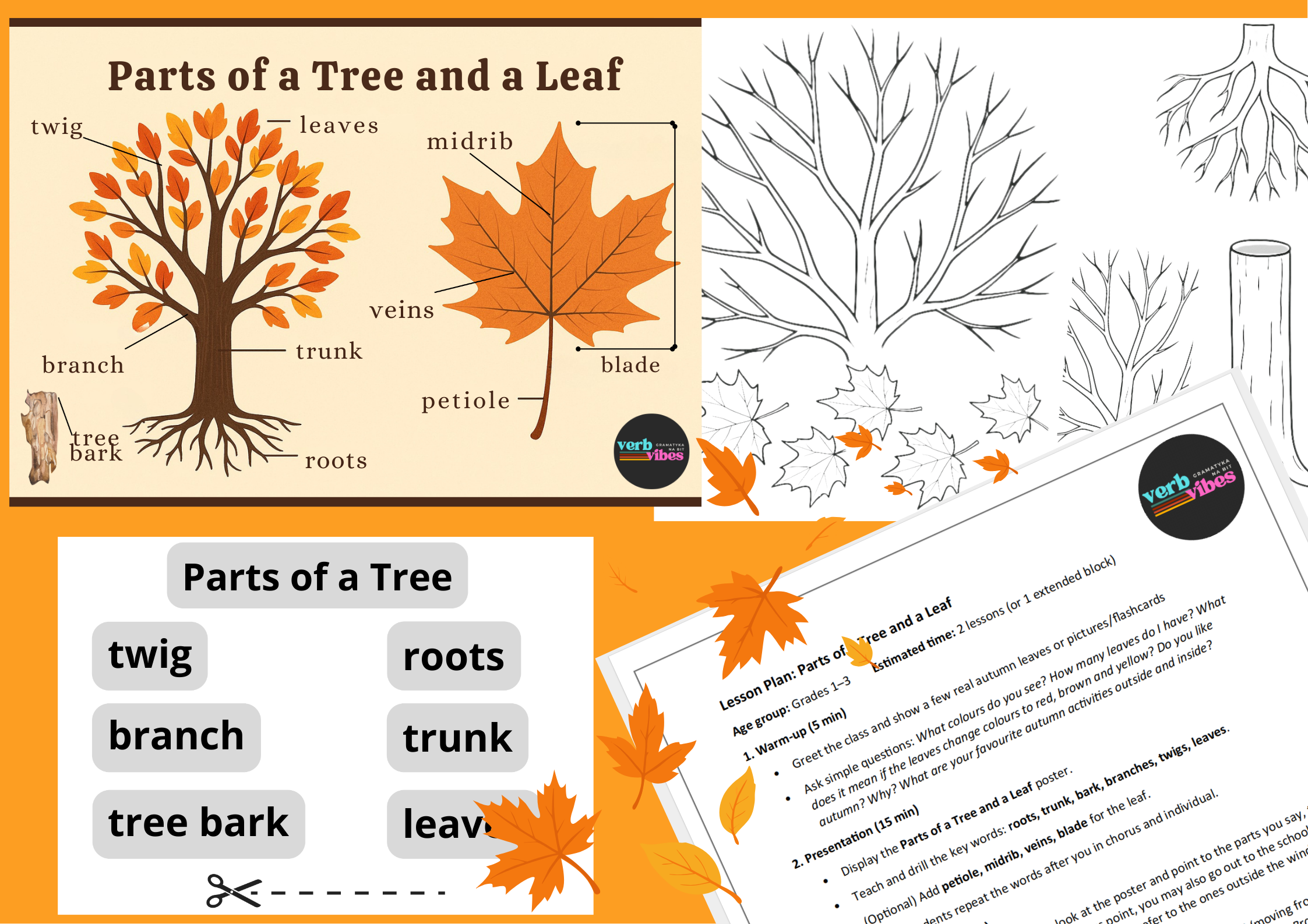 Parts of Trees and Leaves - A free CLIL lesson about autumn